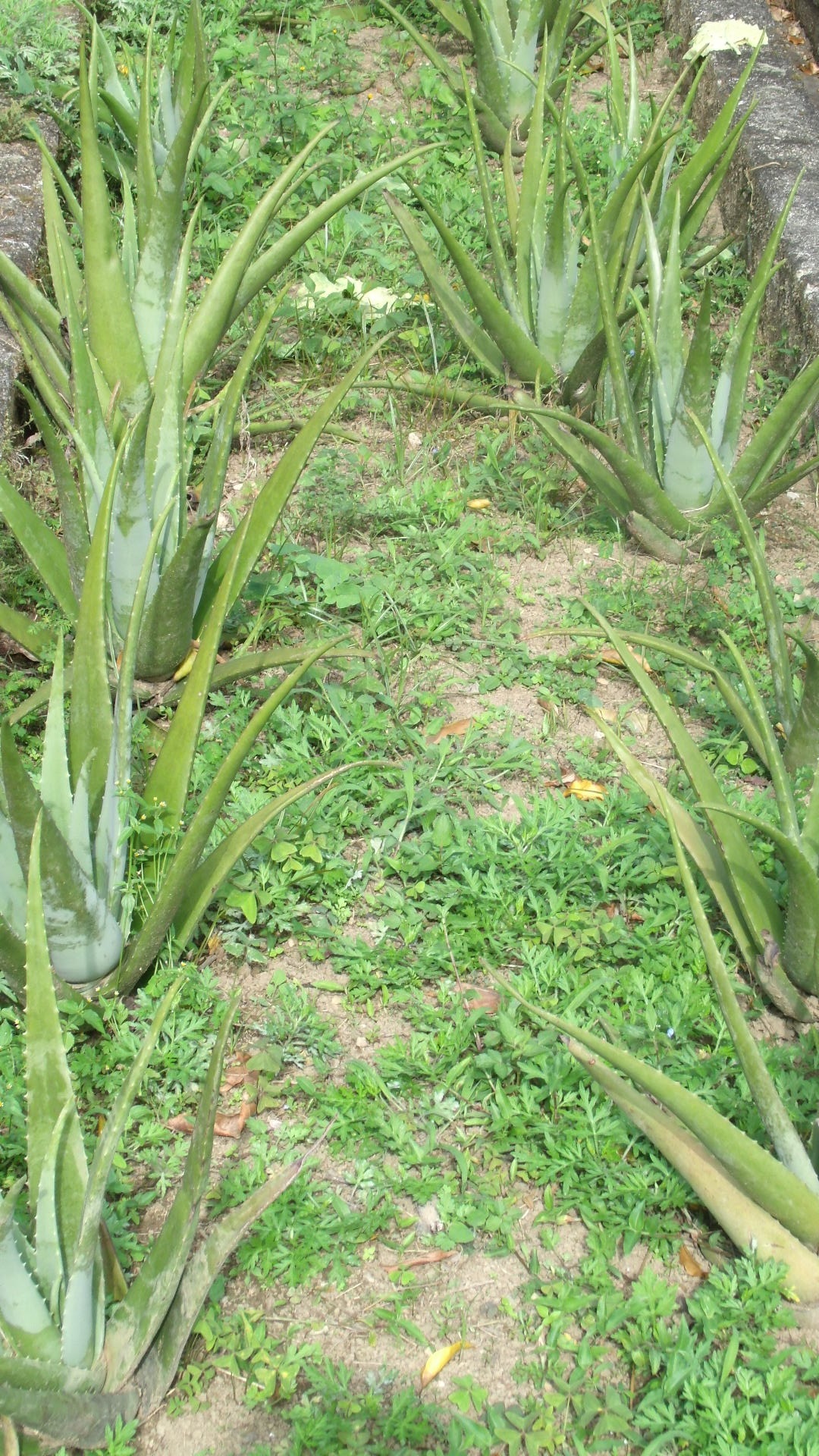 Babosa | Aloe vera - Clonagri